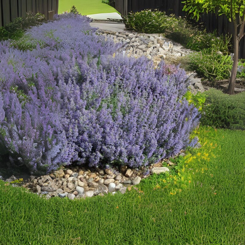 Catmint Plant - Etsy