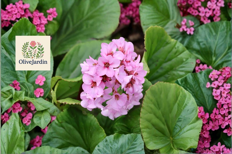 20 Mix Bergenia Cordifolia Seeds – New Hybrid Elephant’s Ears ...