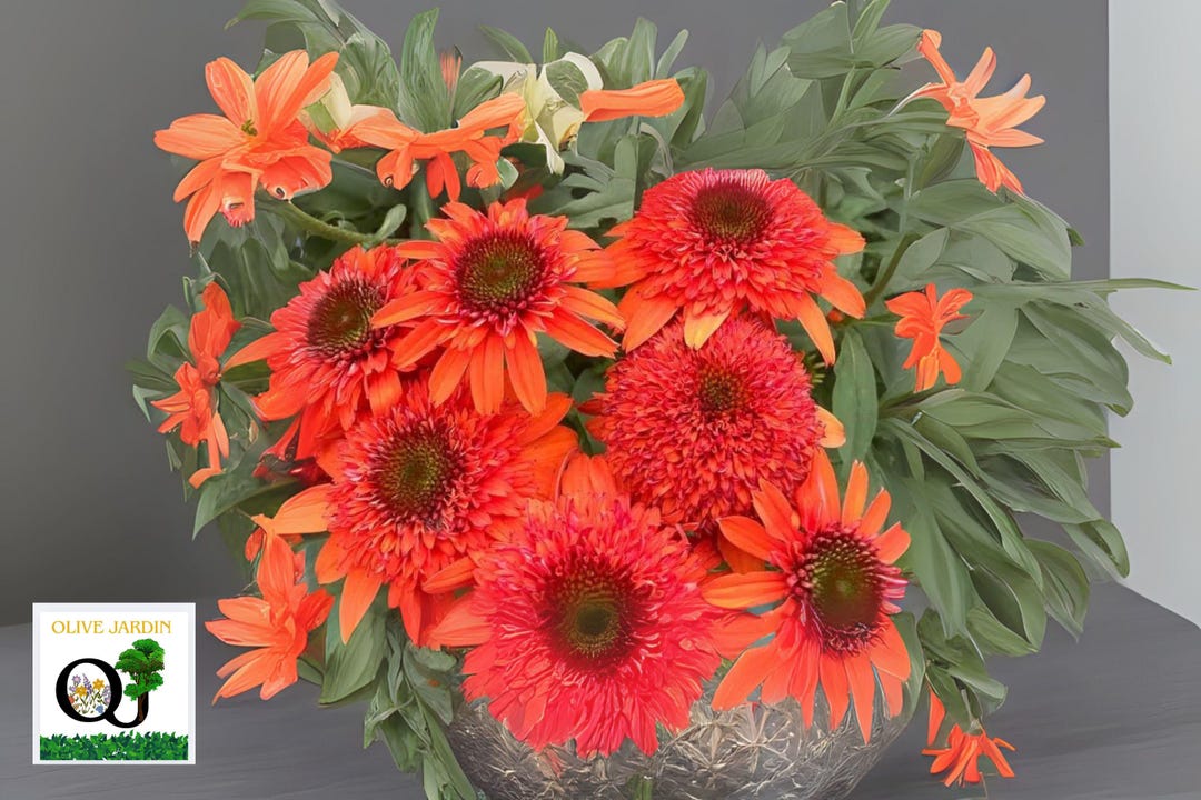 Moab Sunset Coneflower Seeds – 50 Echinacea Perennial Garden Flower ...