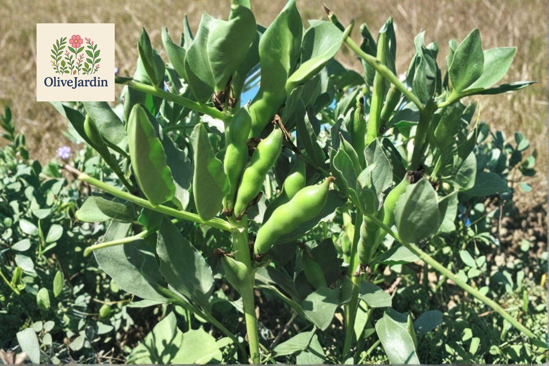 25 Broad Windsor Fava Bean Seeds - Organic Heirloom Bush Bean - Non-gmo ...