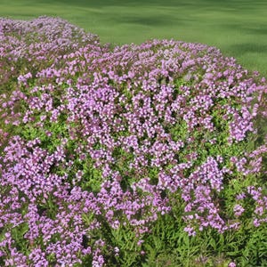 1000+ Creeping Thyme Seeds - Thymus Serpyllum, Purple Flowering Groundcover, Perennial Lawn ...