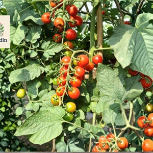 120+ Waterfall Tomato Seeds – Heirloom Cherry Variety – Sweet & High ...