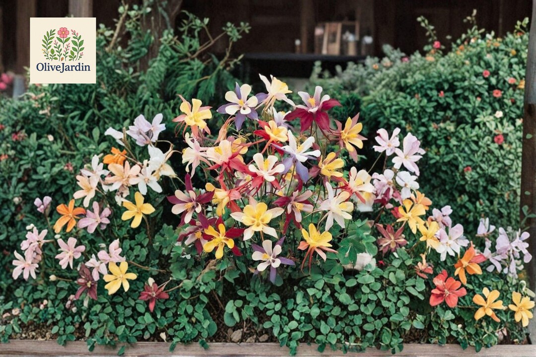 25 Aquilegia Kirigami Mix Seeds - Columbine Perennial - Colorful Blooms ...