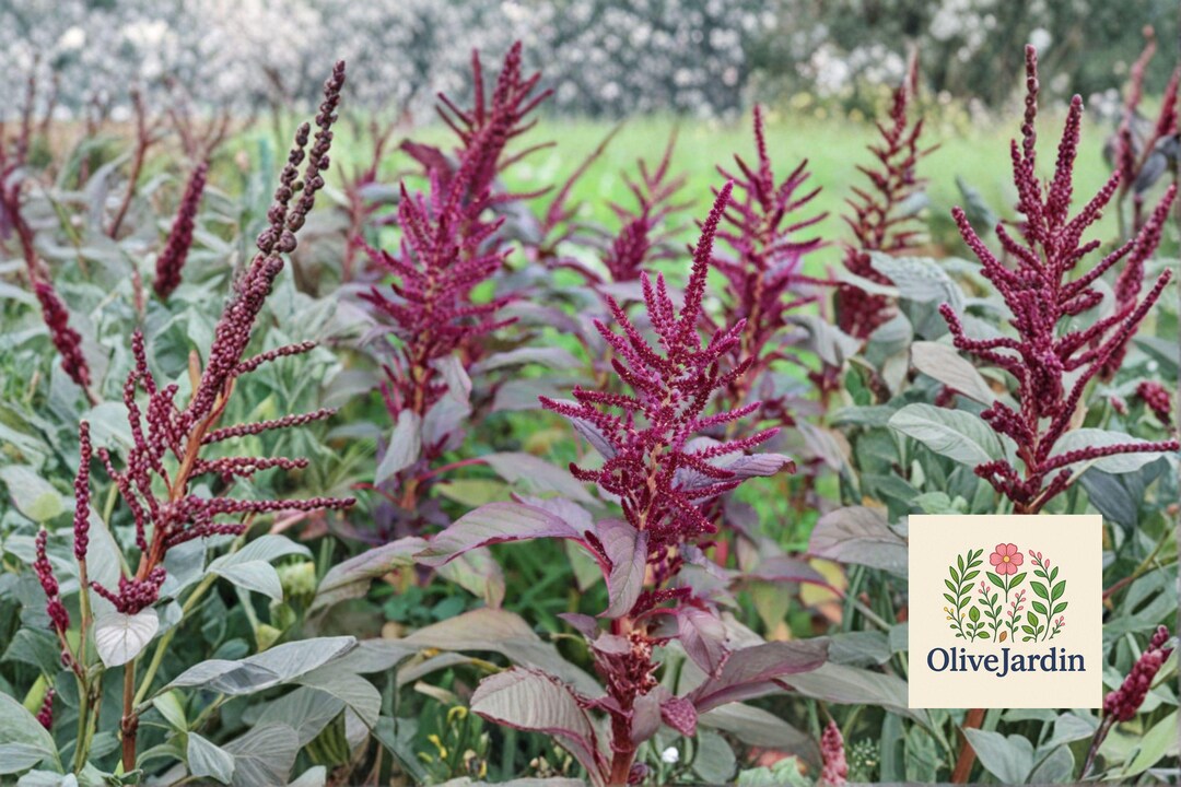 150 Amaranth Seeds – Red Garnet Variety – Deep Red Ornamental Flowers ...