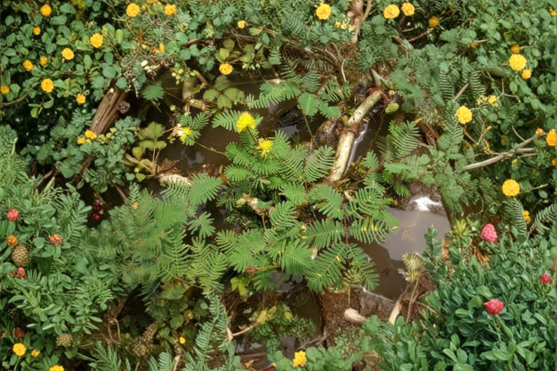 5 Water Mimosa Seeds - Neptunia Oleracea - Aquatic - Floating Garden ...