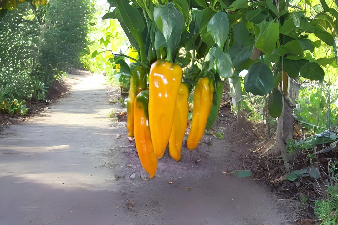 Golden Marconi Pepper Seeds: Sweet Heirloom Variety, Easy to Grow - Etsy