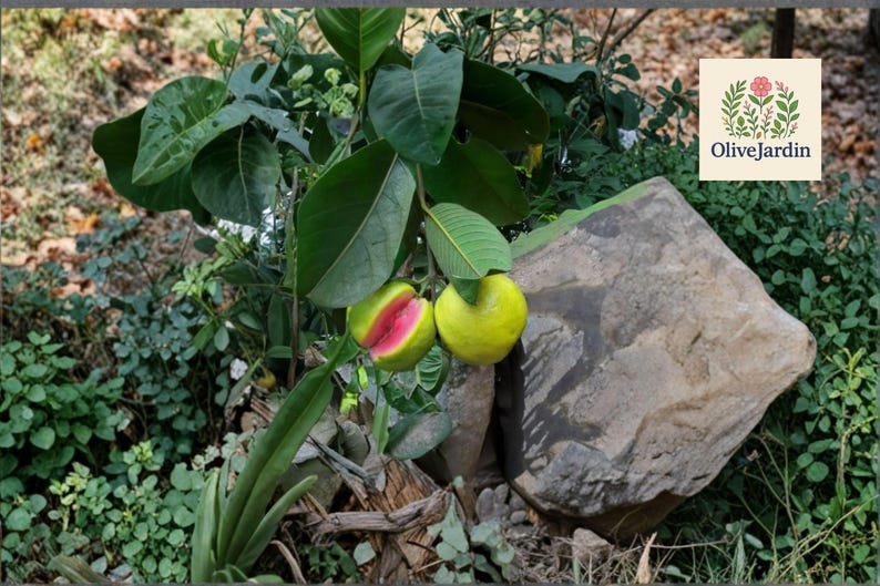 15 Pink Guava Seeds - Psidium Guajava - Tropical Fruit Tree - Non-gmo Garden Planting - Etsy