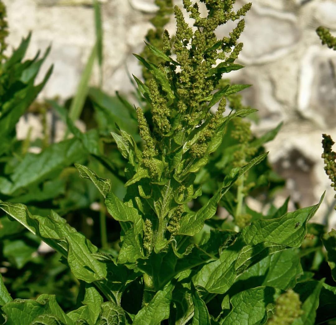 100 Good-king-henry Seeds - Chenopodium Bonus-henricus - Perennial Herb ...