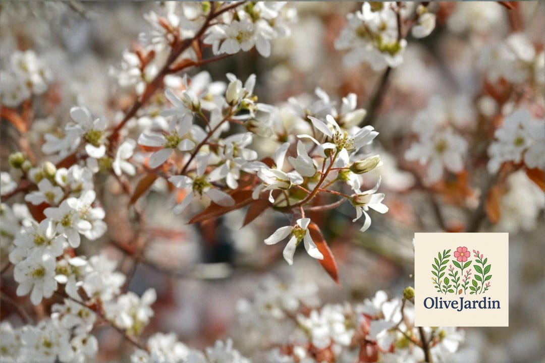 30 Juneberry Seeds – Amelanchier Lamarckii – Ornamental Serviceberry ...