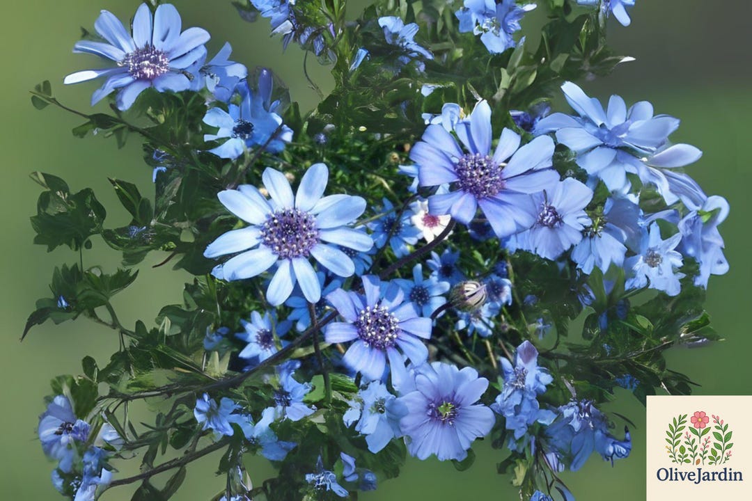Blue Daisy Seeds: Felicia Heterophylla - Heirloom Pollinator Flower - Etsy