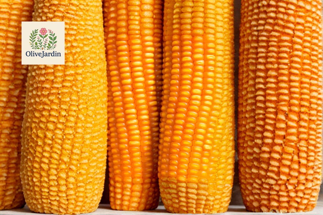 20 Reid’s Yellow Dent Corn Seeds – Heirloom Field Variety – Fresh Non ...