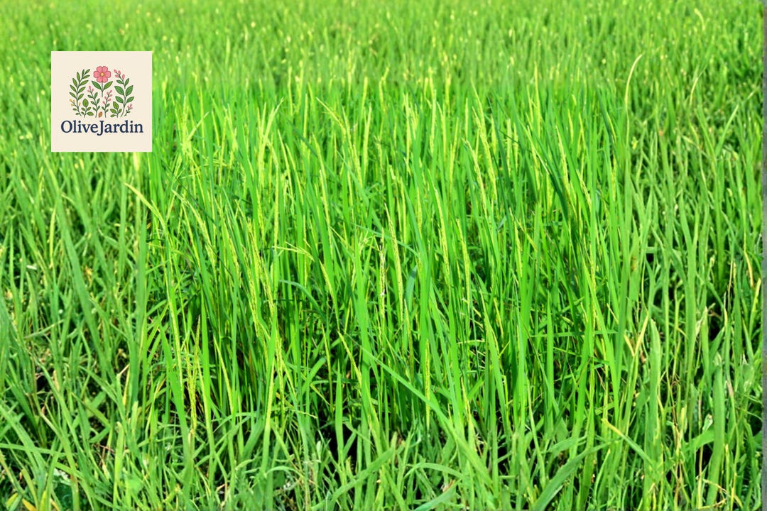 50+ Sweet Grass Seeds – Hierochloe Odorata – Fragrant Grass Variety - Etsy
