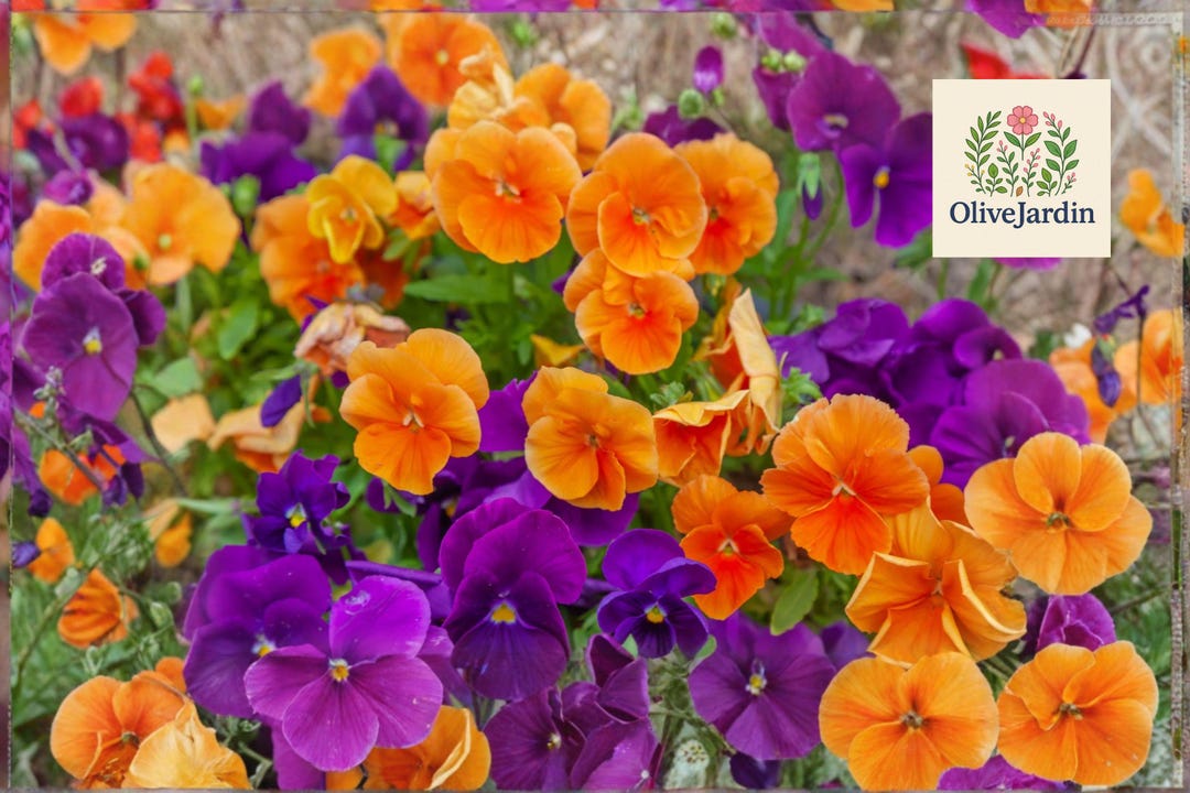 50 Orange Sun Pansy Seeds – Swiss Giant Viola Wittrockiana – Bright ...