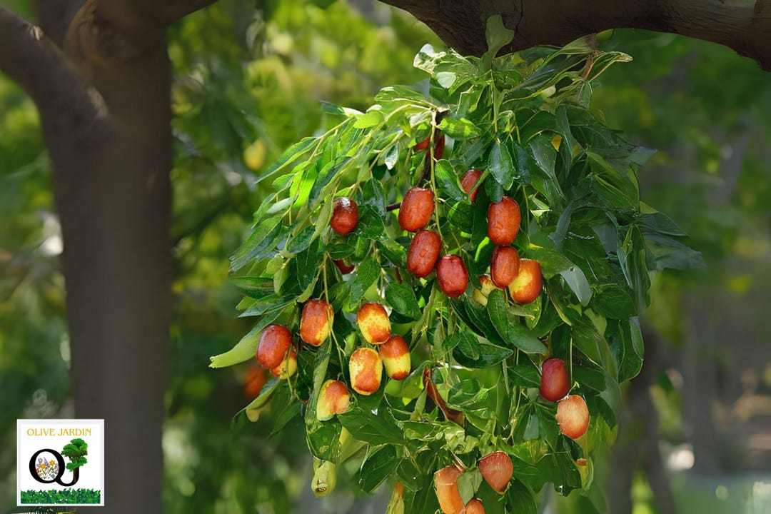 Jujube Tree Seeds – 20 Ziziphus Spinosa Ornamental Red Fruit Seeds for ...