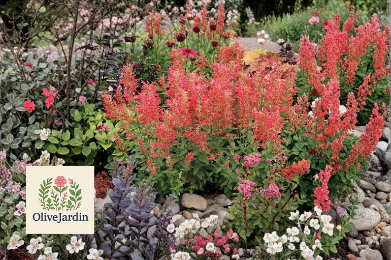 100 Hyssop Seeds – Red Agastache Variety – Perennial Pollinator Flowers ...