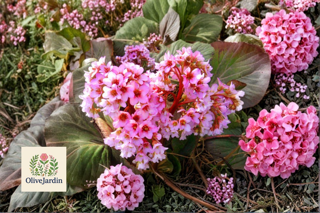 10 Bergenia Cordifolia Seeds – Heartleaf Pigsqueak – Perennial Ground ...