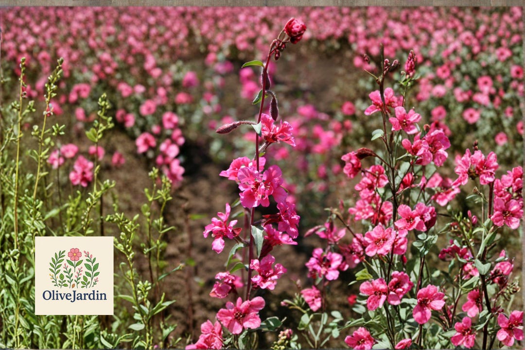 1000 Clarkia Seeds – Clarkia Flower Mix – Colorful Annual Blooms ...