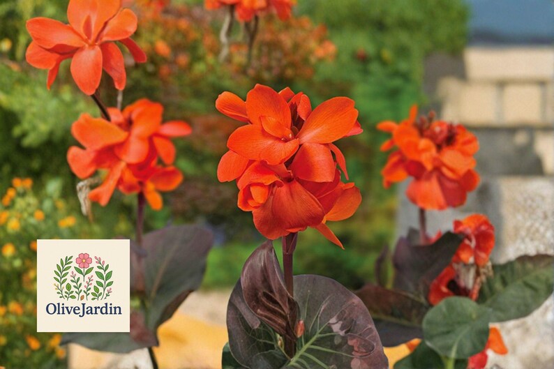 25 Canna Lily Seeds – Stuttgart Orange Bloom Canna – Tropical Flowering ...