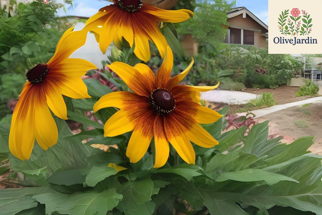 500 Gloriosa Daisy Seeds: Black Eyed Susan Wildflower, Non-gmo - Etsy