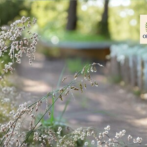 50+ Sweet Grass Seeds – Hierochloe Odorata – Fragrant Grass Variety - Etsy