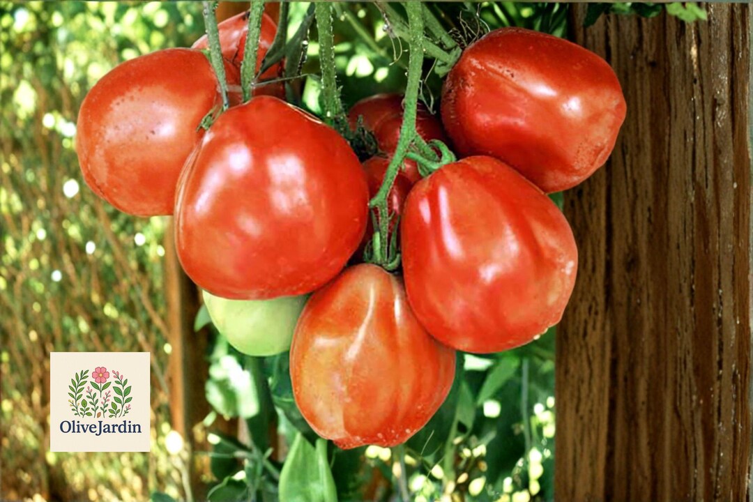 100 Red Pear Cherry Tomato Seeds – Heirloom Red Variety – Non-gmo - Etsy