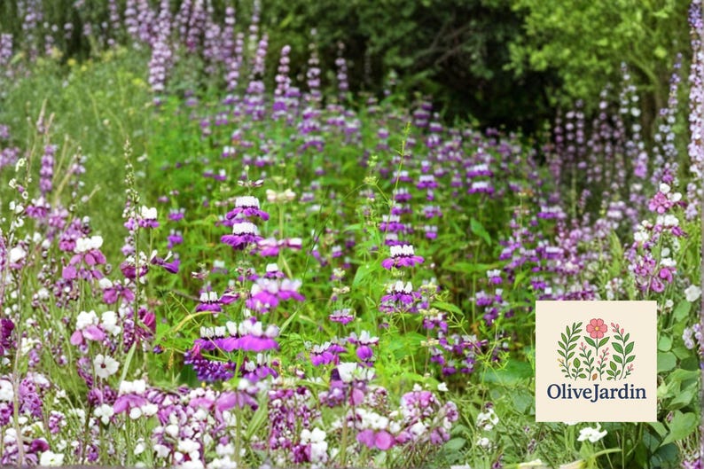 501+ Chinese Houses Flower Seeds - Collinsia Heterophylla - Native ...