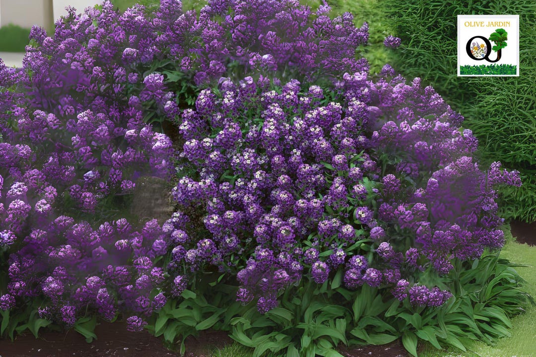 100 Violet Queen Alyssum Seeds – Purple Heirloom Non-gmo Flowers for ...