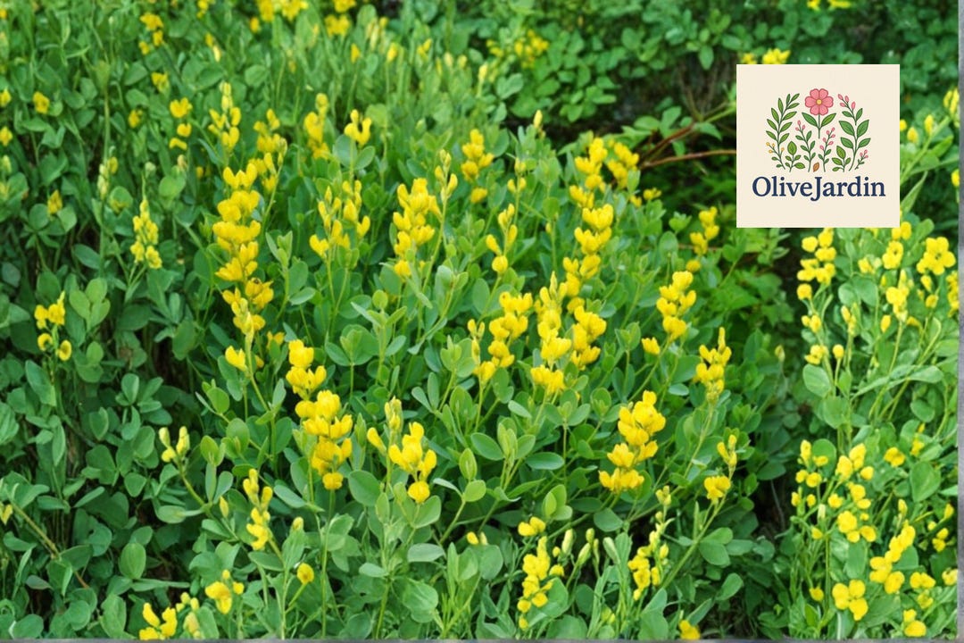 50 Yellow Wild Indigo Seeds – Baptisia Sphaerocarpa Native Perennial ...