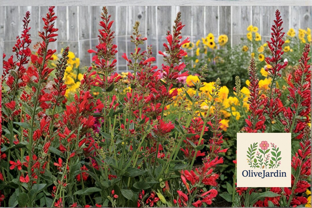 100 Hyssop Seeds – Red Agastache Variety – Perennial Pollinator Flowers ...