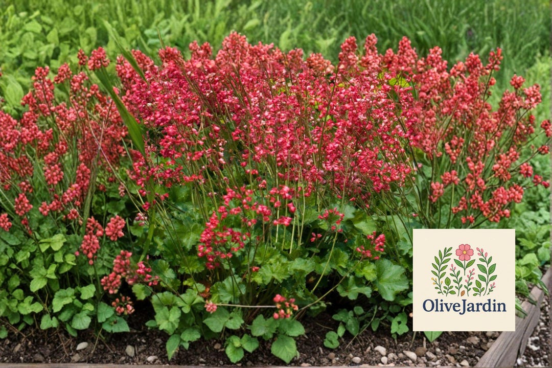 100 Heuchera Firefly Seeds – Coral Bells Heuchera Sanguinea – Red ...