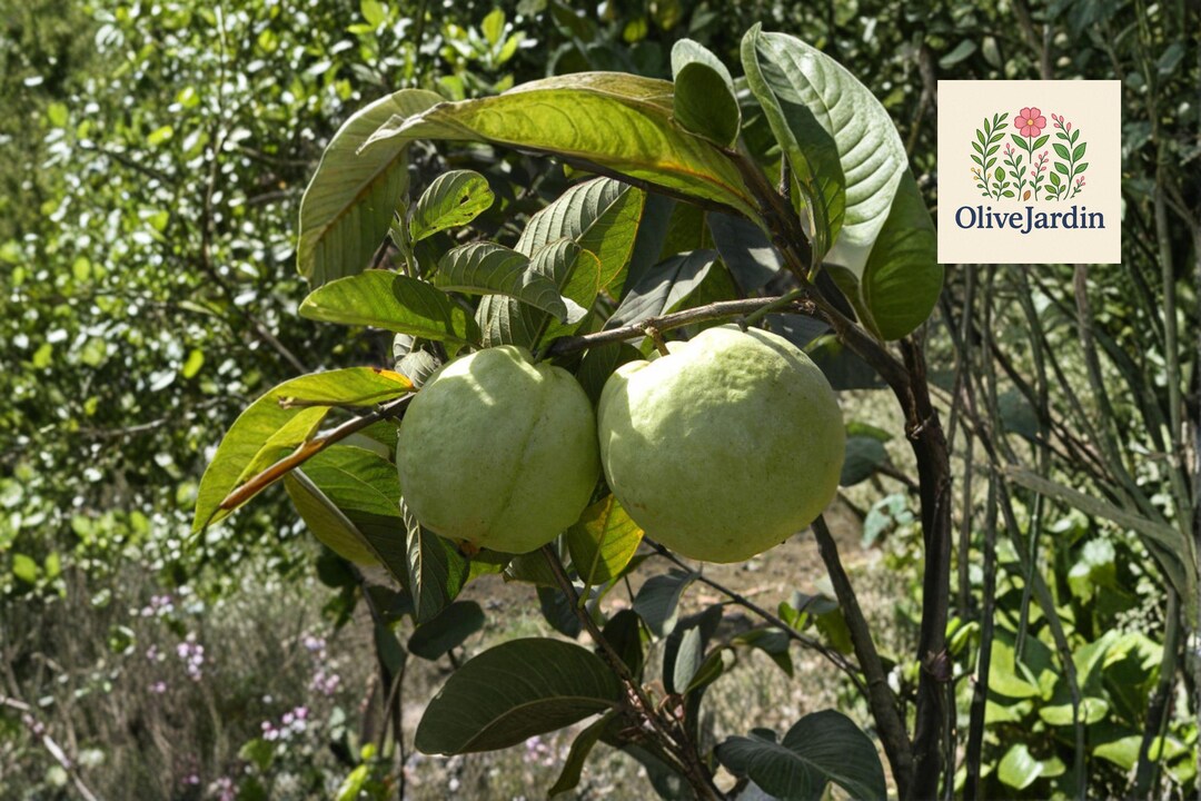 10 Giant Guava Seeds - Large Fruit Psidium Tree - Tropical Edible Plant ...