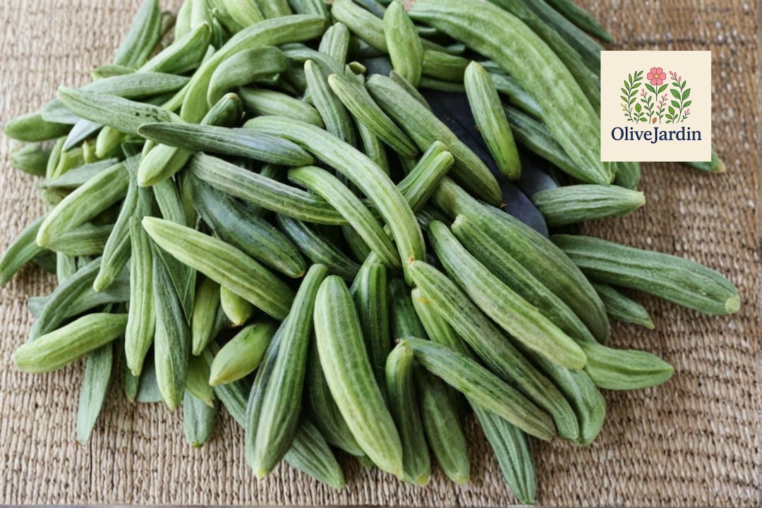 50 Armenian Cucumber Seeds – Metki Variety – Dark Green Long Type ...