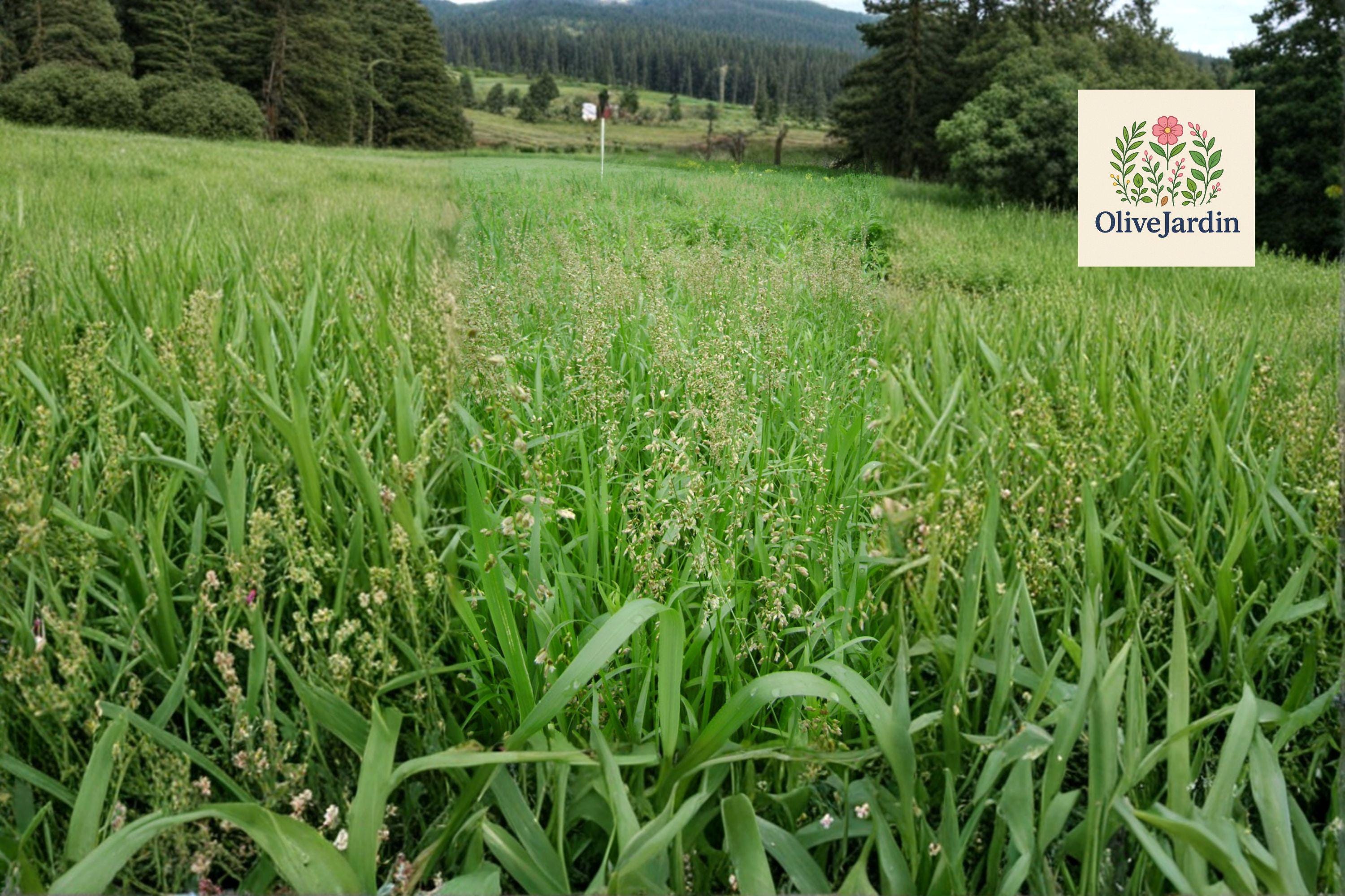50+ Sweet Grass Seeds – Hierochloe Odorata – Fragrant Grass Variety - Etsy