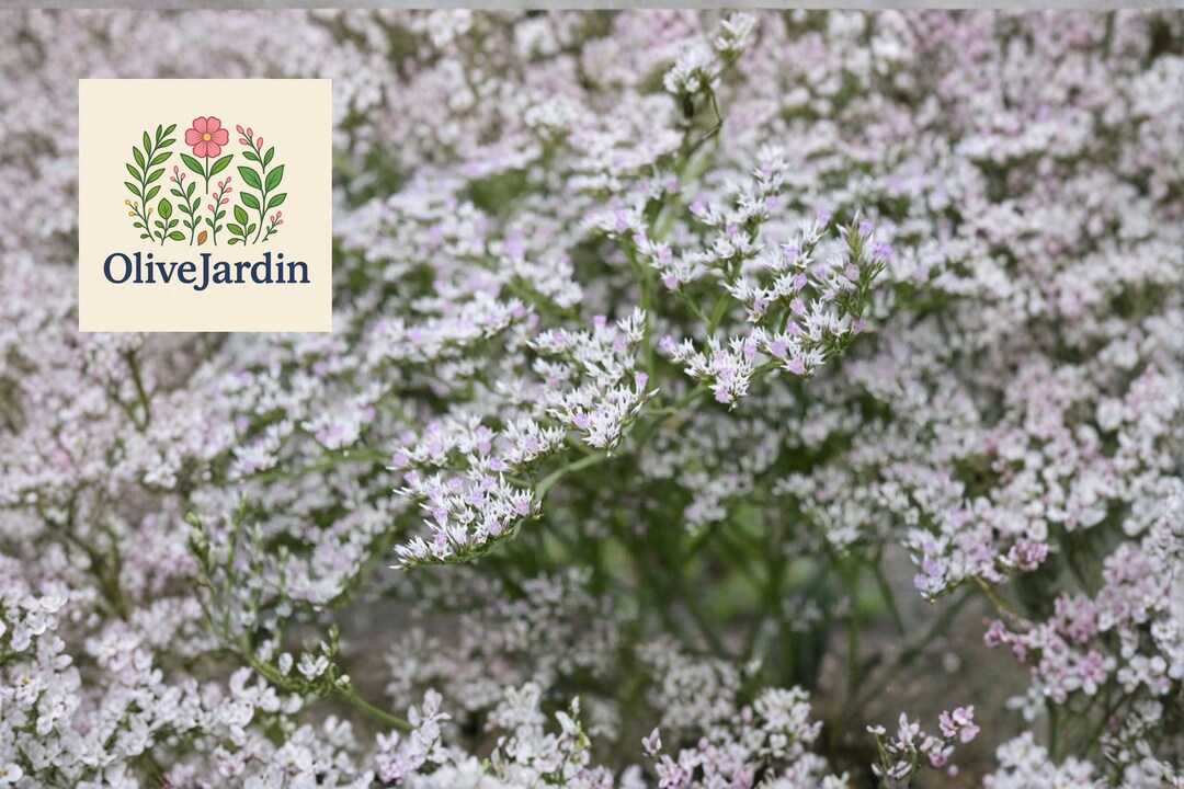 30 German Statice Seeds – White Sea Lavender – Goniolimon Tataricum ...