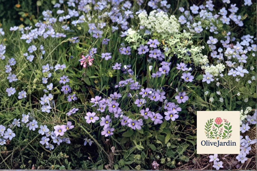 100 Western Blue-eyed Grass Seeds - Sisyrinchium Bellum - Native ...