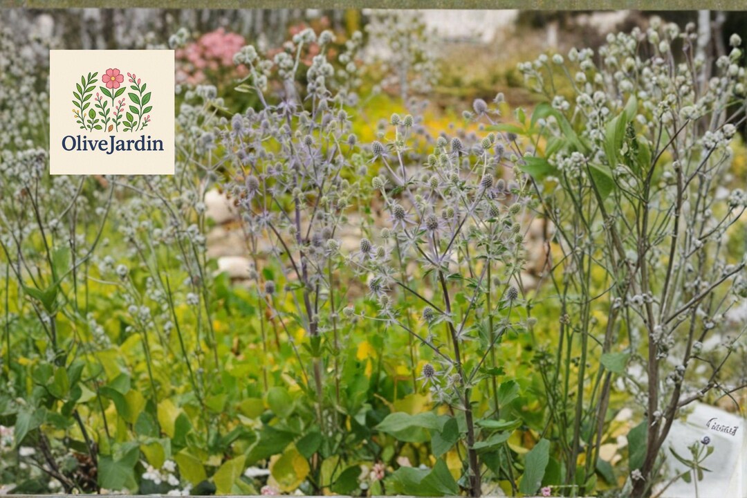 25 Sea Holly Seeds – Blue Glitter Eryngium – Metallic Blue Blooms ...