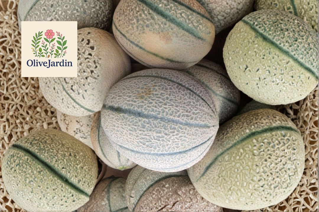 50 Tuscany Cantaloupe Seeds – Heirloom Extra Sweet Melon – Tuscan ...