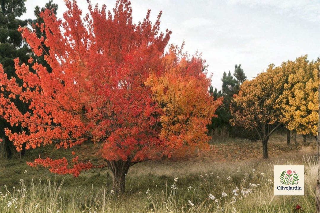 25 Siberian Maple Seeds - Acer Ginnala - Red Fall Foliage Tree Seeds - Etsy