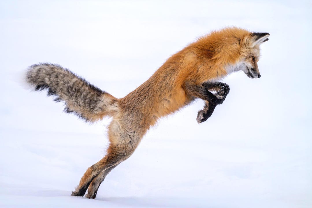 Fox Leaping Winter Yellowstone Wildlife Hunting Photo - Etsy