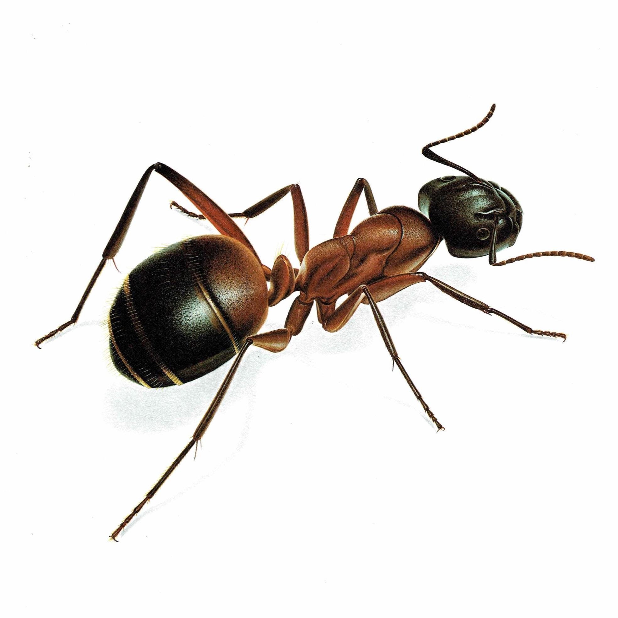 1986 Red Ant Formica Rufa Print - Durin Bernard Les Insectes - Vintage ...