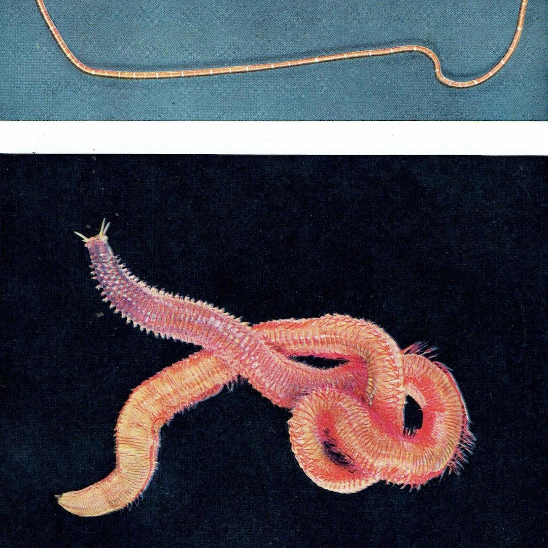 1959 Marine Worms Photographs - Ribbon-worm Red Rock-worm - Scientific ...