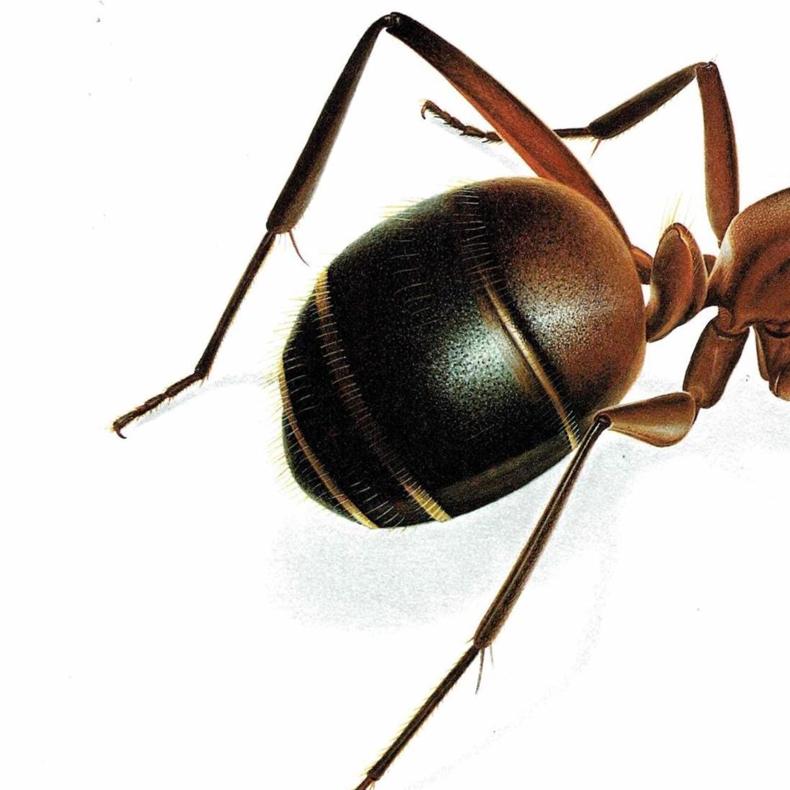 1986 Red Ant Formica Rufa Print - Durin Bernard Les Insectes - Vintage ...