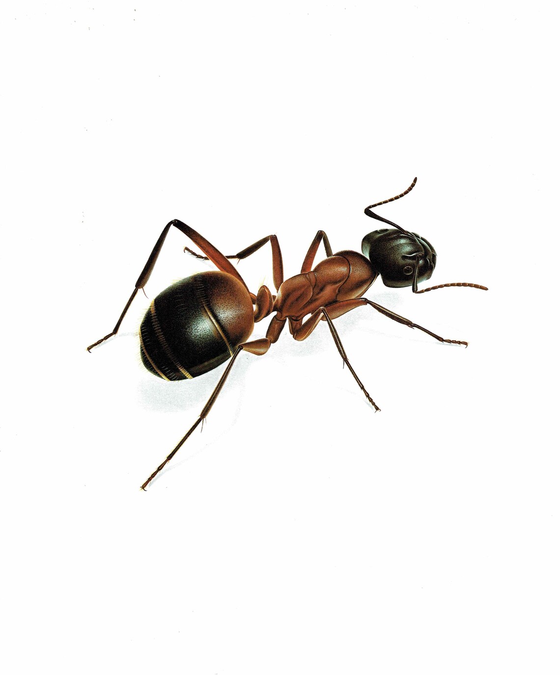 1986 Red Ant Formica Rufa Print - Durin Bernard Les Insectes - Vintage ...
