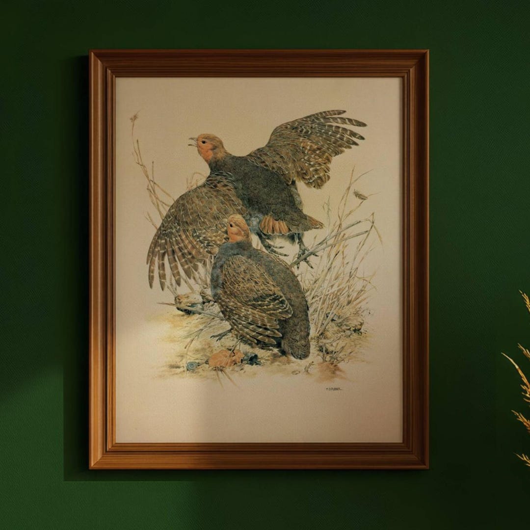 1981 Grey Partridge Perdix Perdix- Maurice Pledger Game Birds ...