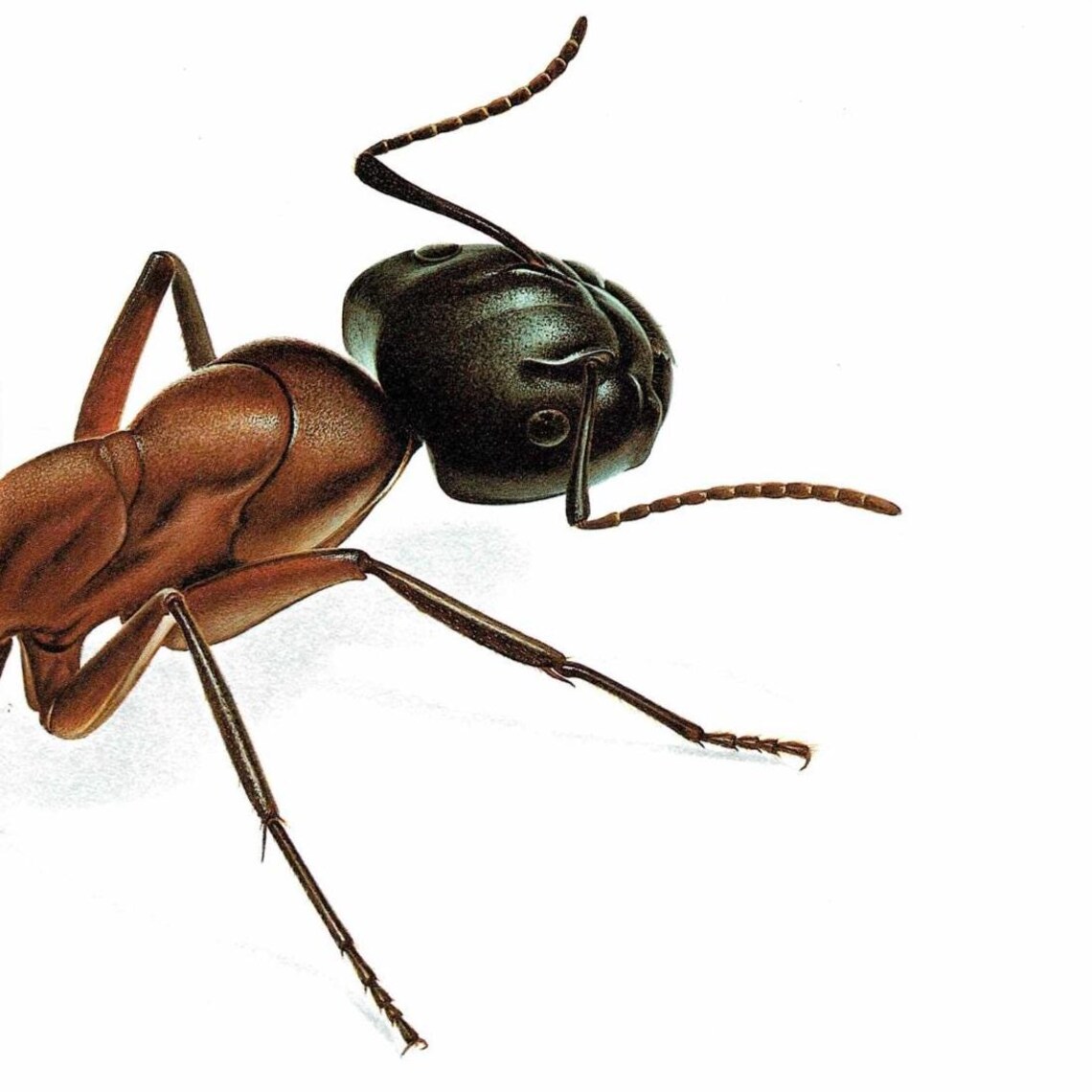 1986 Red Ant Formica Rufa Print - Durin Bernard Les Insectes - Vintage ...