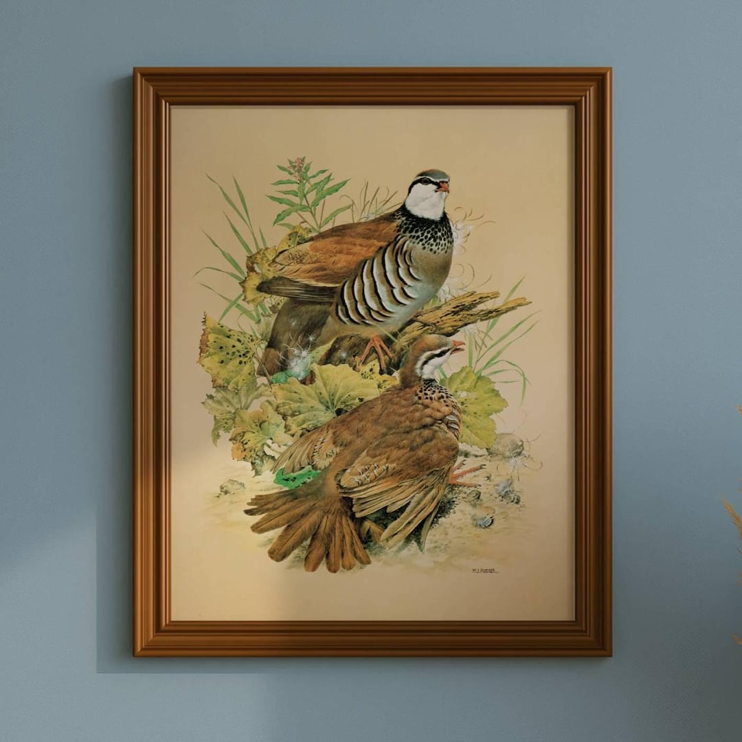 1981 Red-legged Partridge Alectoris Rufa - Game Birds - Maurice Pledger ...