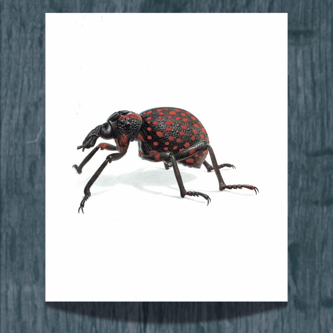 1986 Weevil Brachycerus Apterus Print - Durin Bernard Les Insectes ...