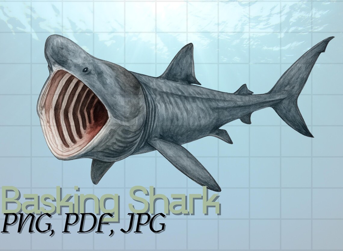 Basking Shark Watercolor Clipart | Ocean Sea Life PNG JPG Pdf SVG ...
