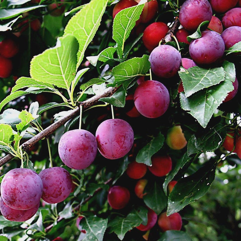 American Plum Tree Seeds (prunus Americana) – Hardy Zone 3 Fruit ...