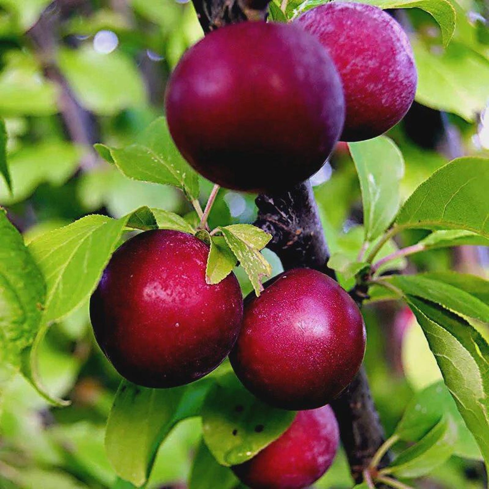 American Plum Tree Seeds (prunus Americana) – Hardy Zone 3 Fruit ...